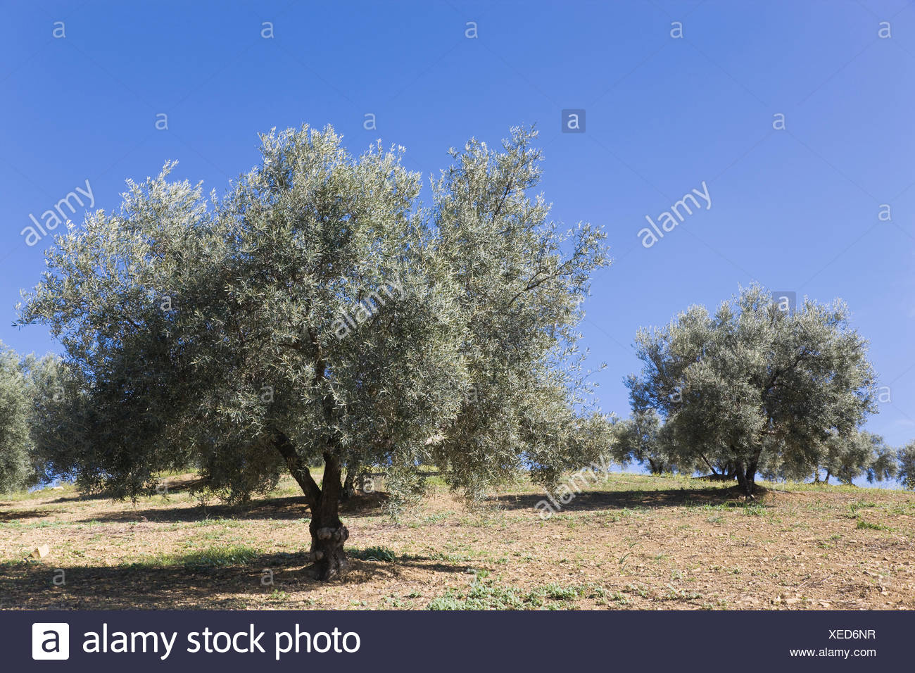 Olive Trees Spain Stock Photos & Olive Trees Spain Stock Images - Alamy