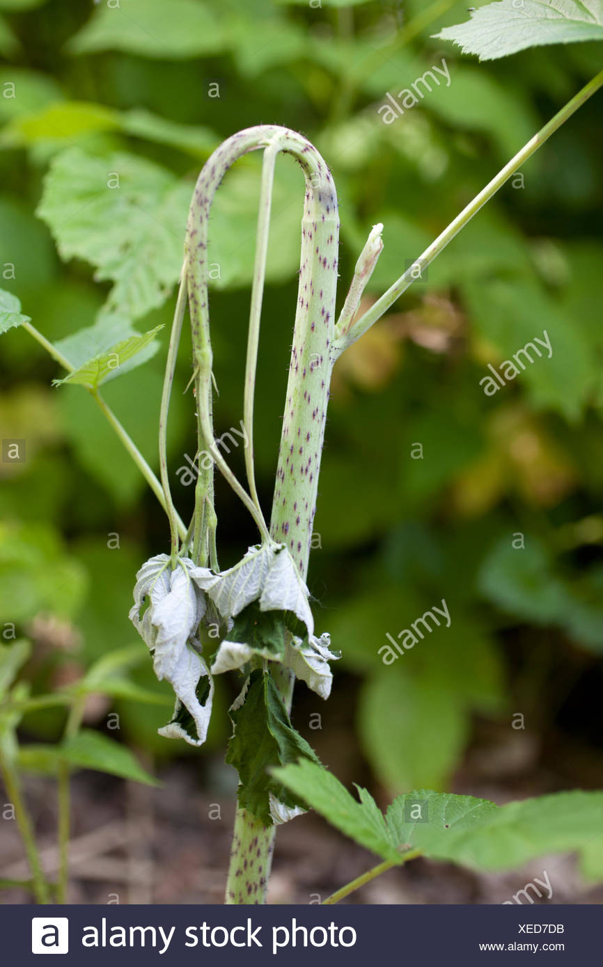 Larva Parasite High Resolution Stock Photography and Images - Alamy