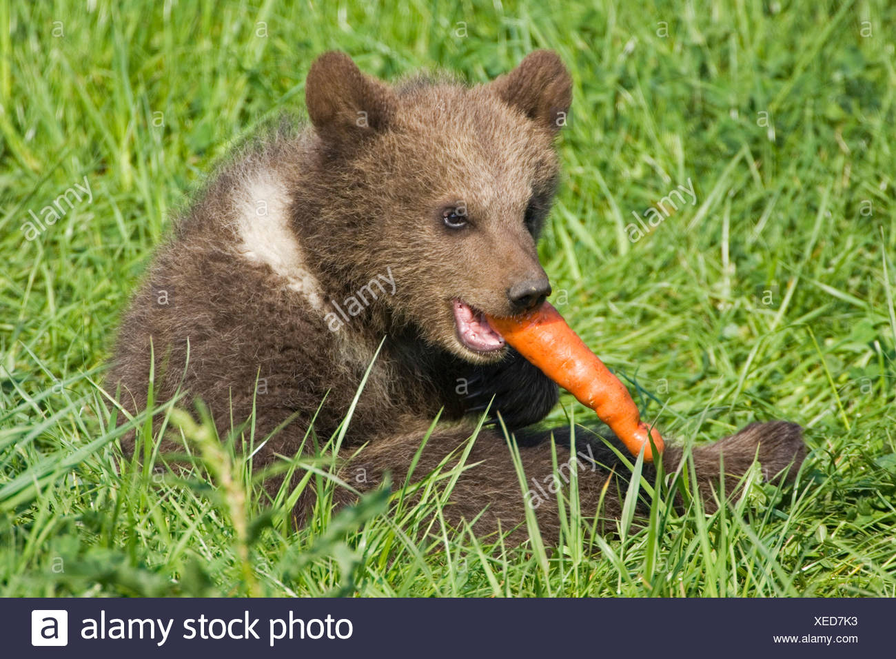 Brown Bear Cubs Eating Stock Photos & Brown Bear Cubs Eating Stock ...