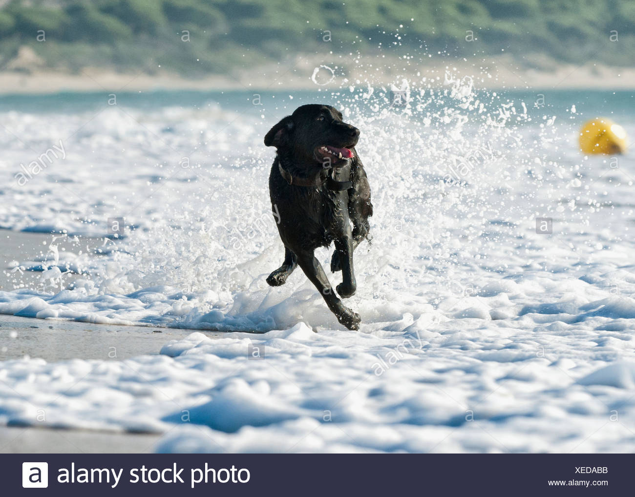 Labrador Catching Ball High Resolution Stock Photography and Images - Alamy