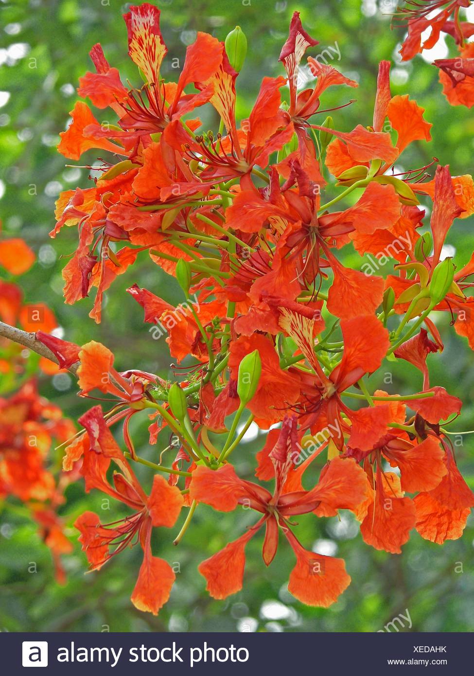India Flowers Tree High Resolution Stock Photography and Images - Alamy