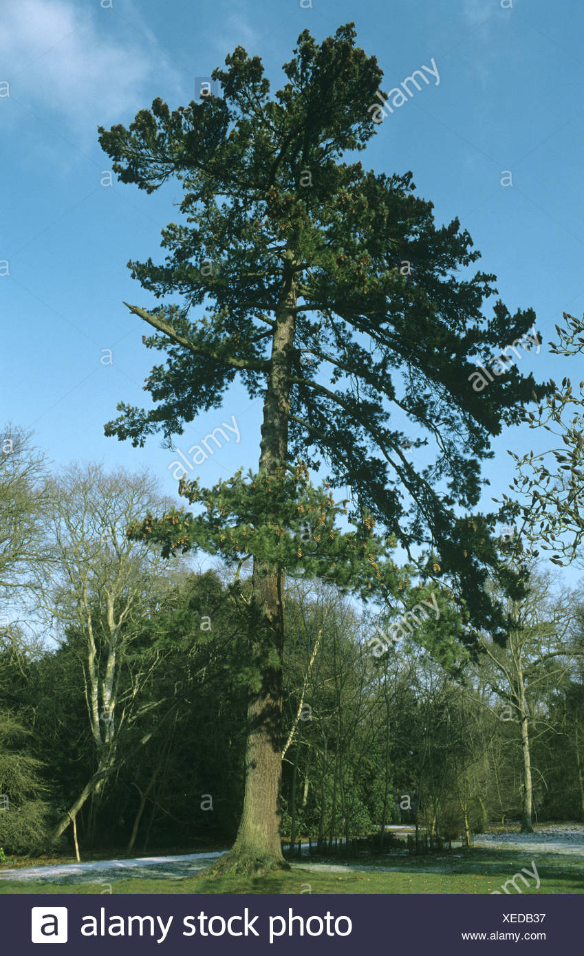 Pinus Peuce Tree High Resolution Stock Photography and Images - Alamy
