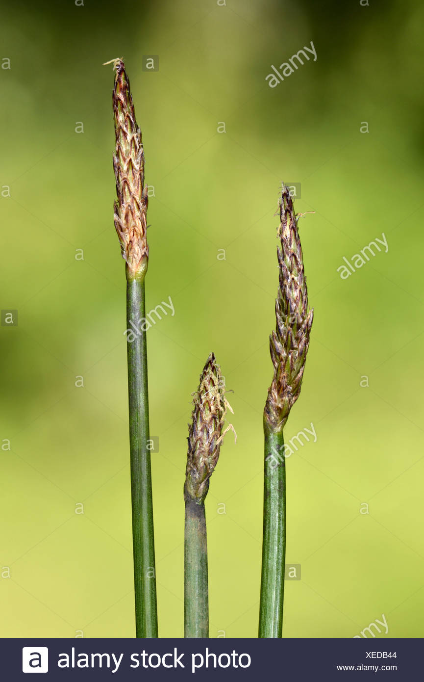 Marsh Spike Rush Stock Photos & Marsh Spike Rush Stock Images - Alamy