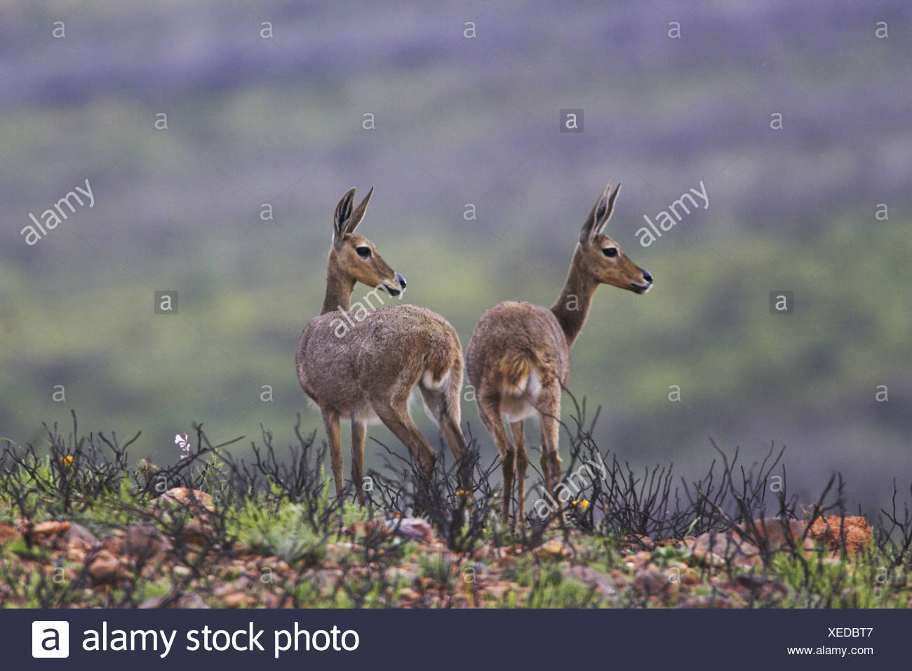 Grey Rhebok High Resolution Stock Photography and Images - Alamy