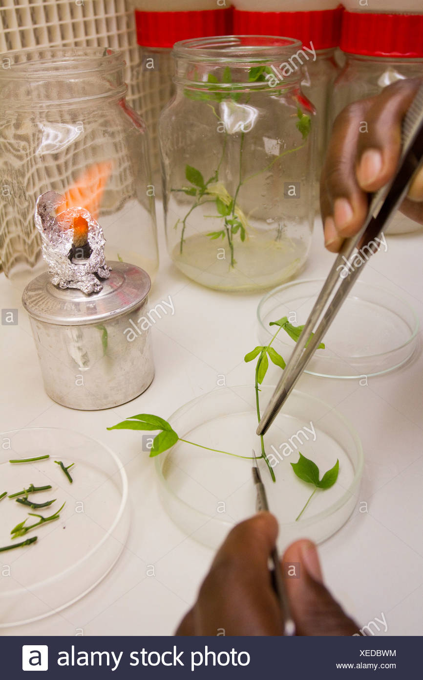 Laboratory Cloning Of Plant High Resolution Stock Photography and ...