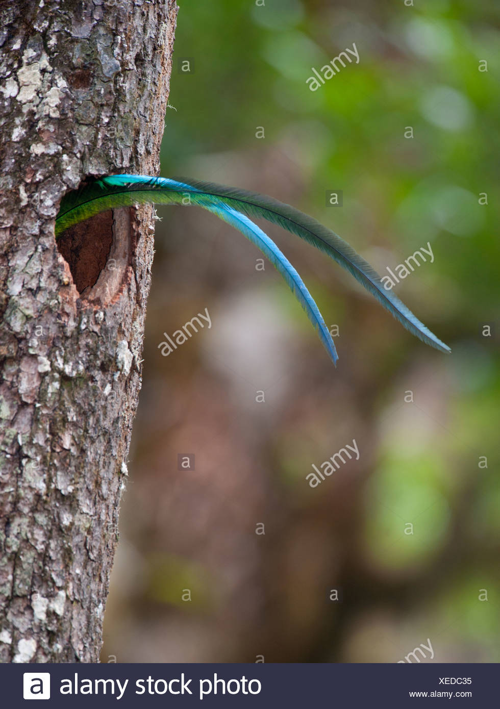 Quetzal Bird Costa Rica High Resolution Stock Photography and Images - Alamy
