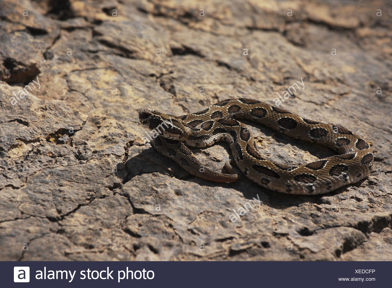 Common Green Pit Viper High Resolution Stock Photography and Images - Alamy