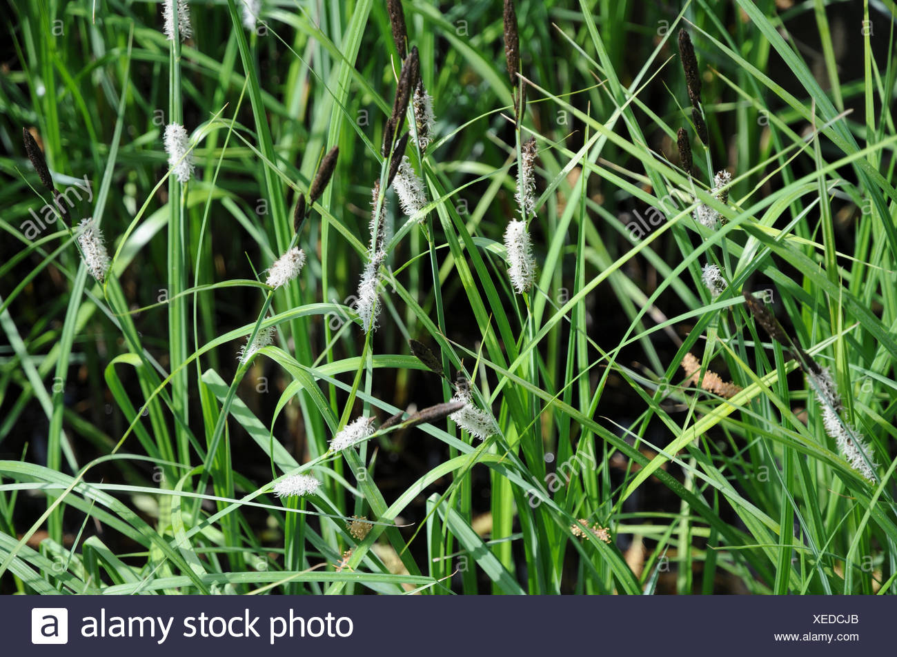 Aquatic Sedge Stock Photos & Aquatic Sedge Stock Images - Alamy