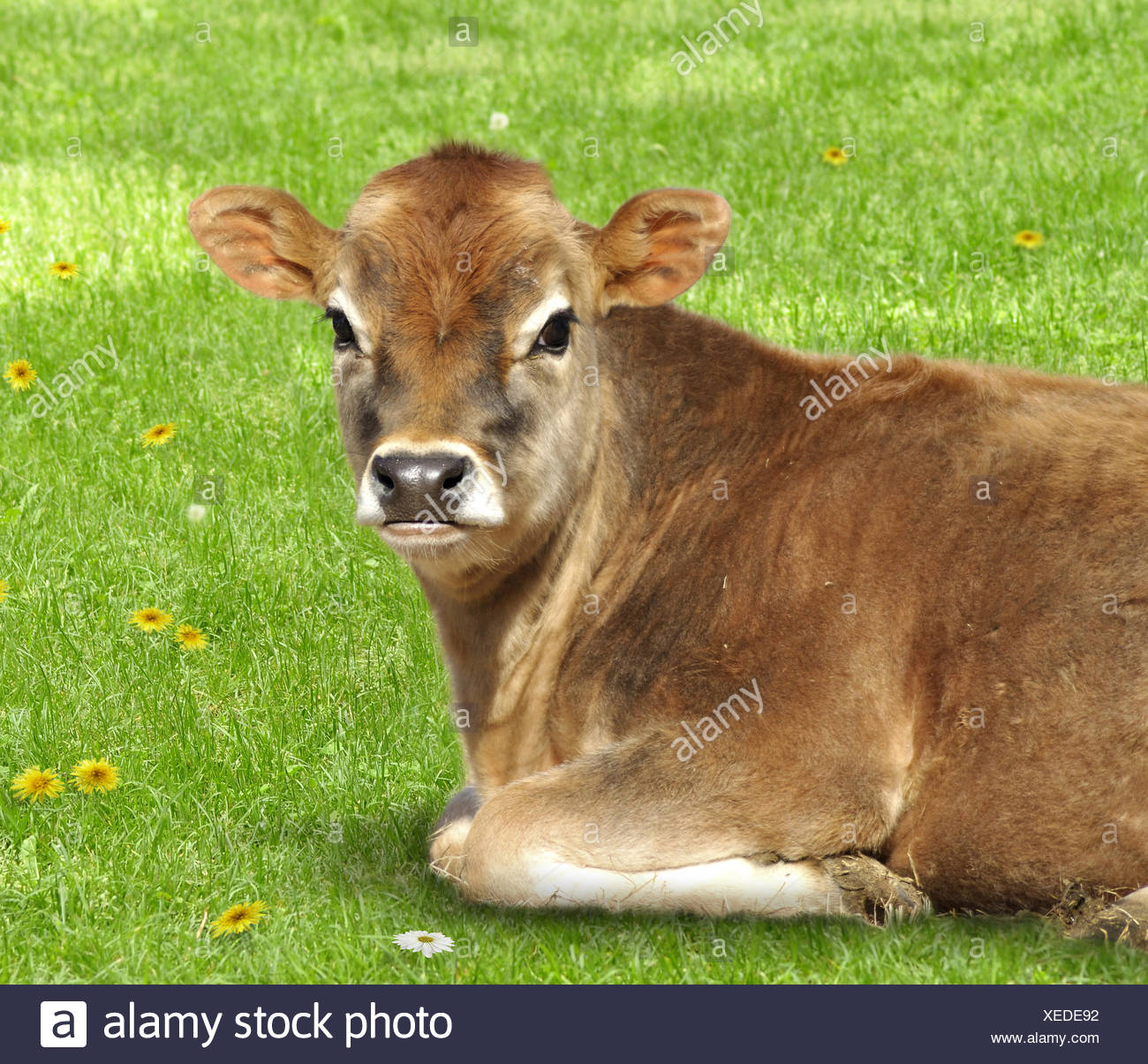 Brown Calf High Resolution Stock Photography and Images - Alamy