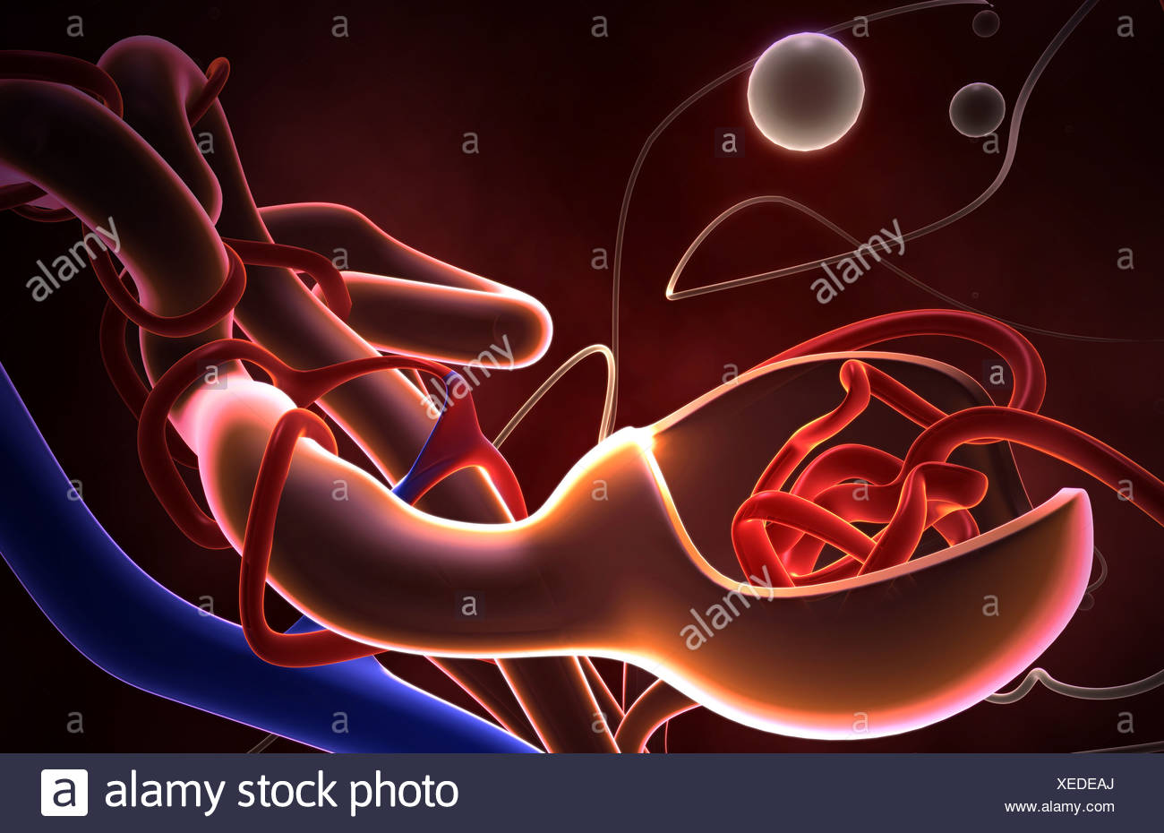 Glomerulus High Resolution Stock Photography and Images - Alamy