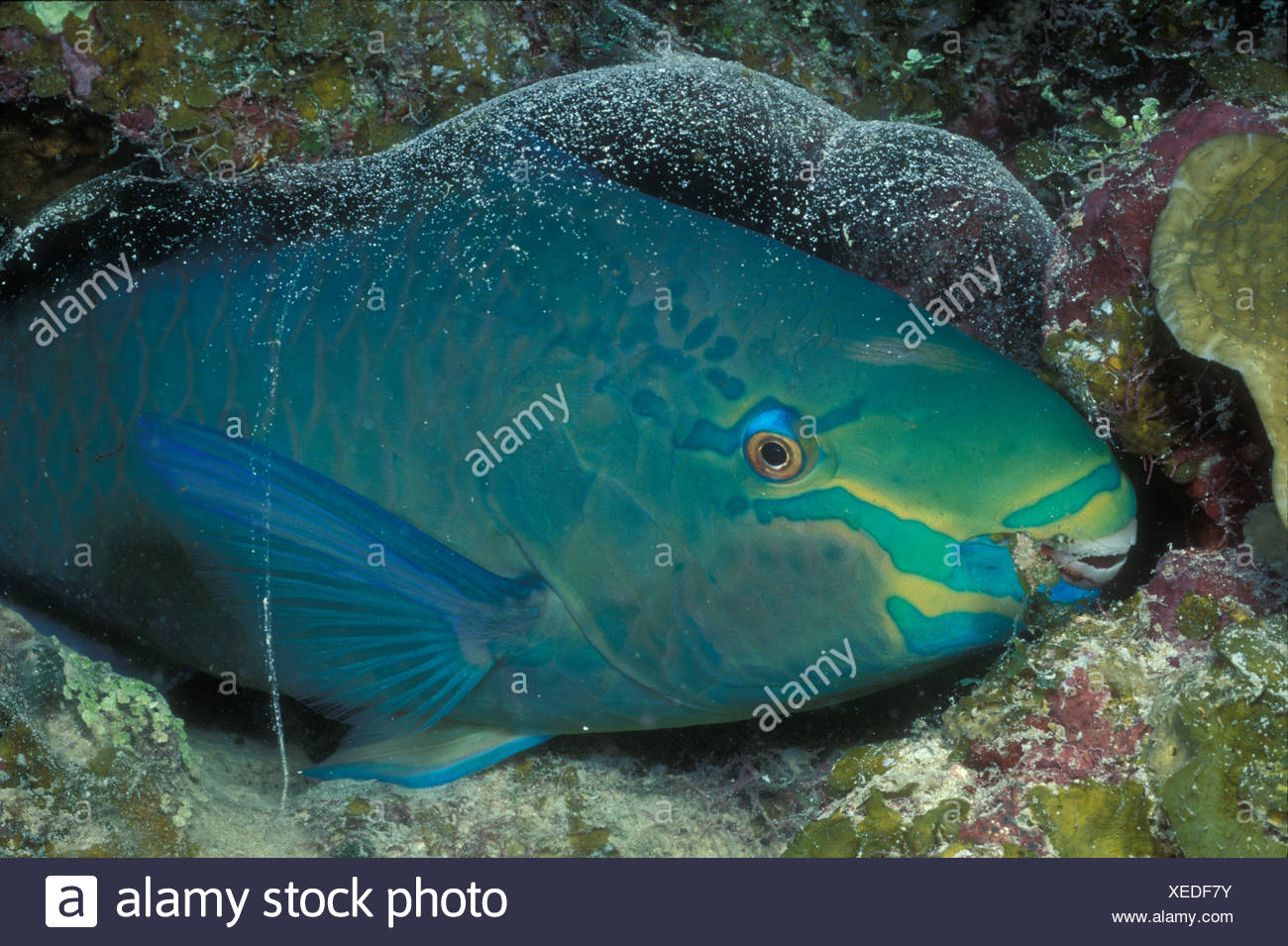 Queen Parrotfish High Resolution Stock Photography and Images - Alamy