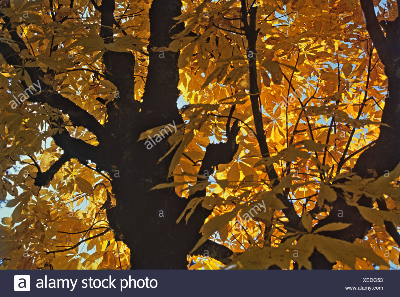 Chinar Tree Stock Photos & Chinar Tree Stock Images - Alamy