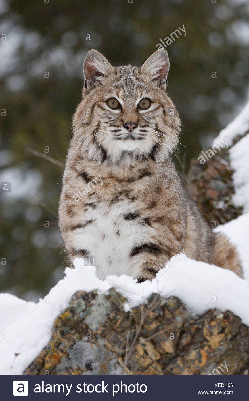 Portrait Of Bobcat Sitting Stock Photos & Portrait Of Bobcat Sitting ...