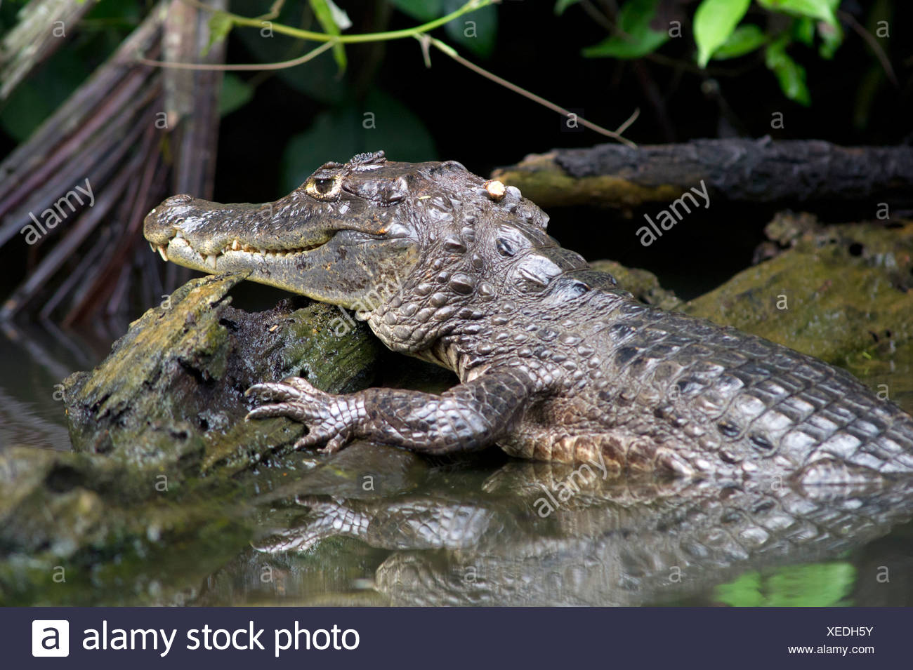 White Caiman High Resolution Stock Photography and Images - Alamy