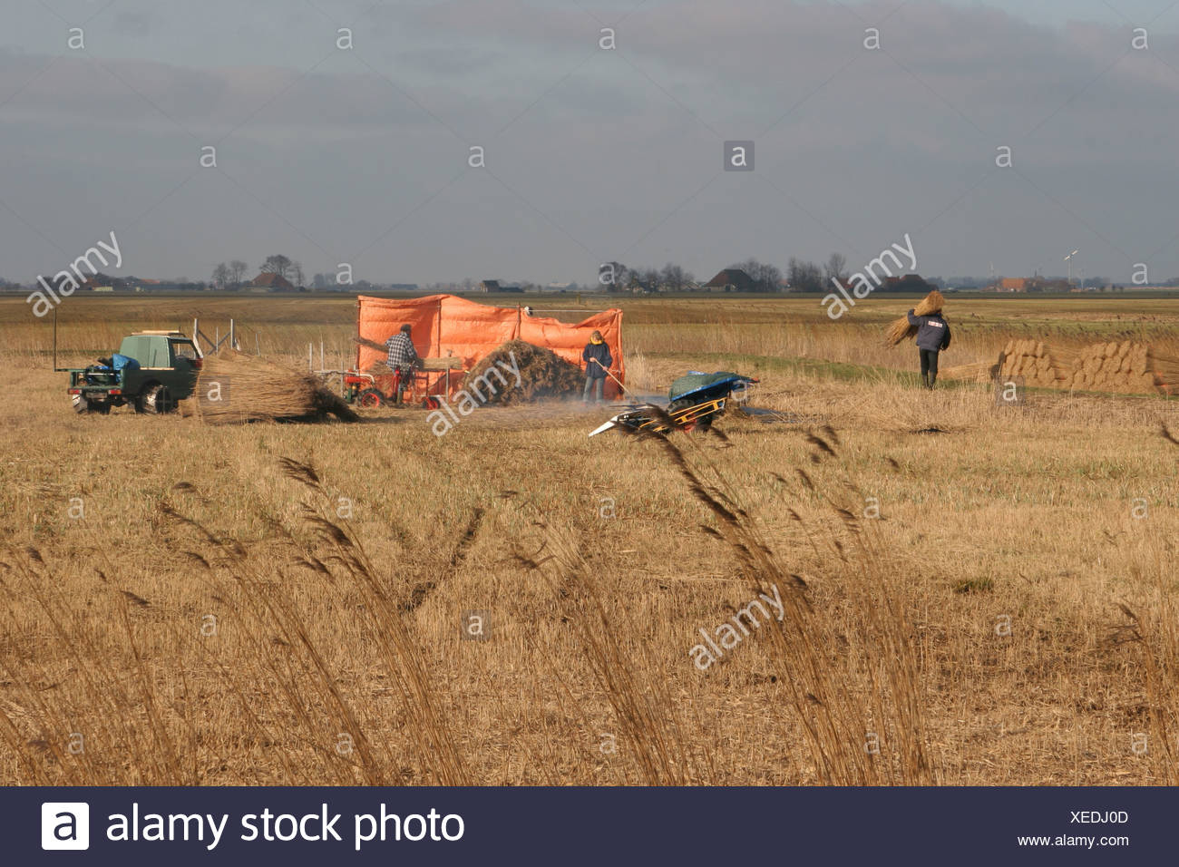 Phragmites Grass Harvesting High Resolution Stock Photography and ...