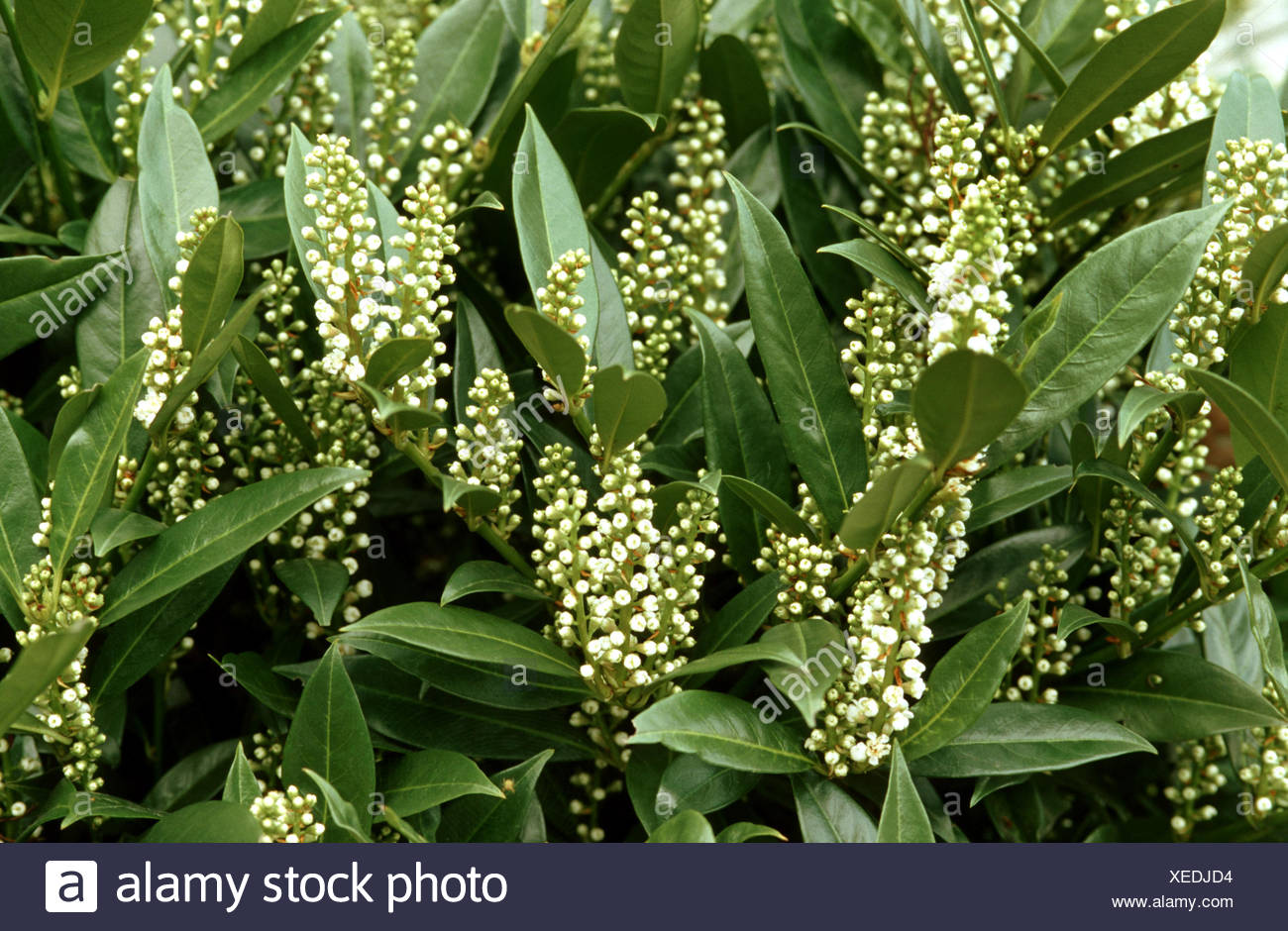 Cherry Laurel Stock Photos & Cherry Laurel Stock Images - Alamy