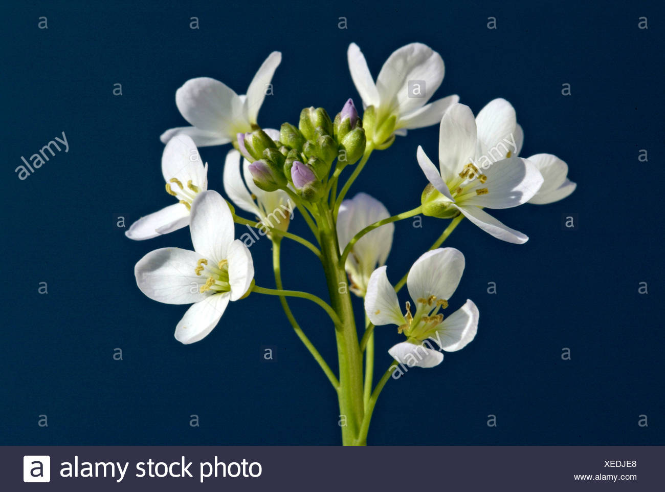 Ladies Smock High Resolution Stock Photography and Images - Alamy