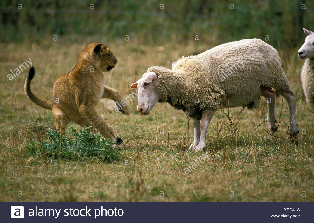 Lion Chasing Prey High Resolution Stock Photography and Images - Alamy