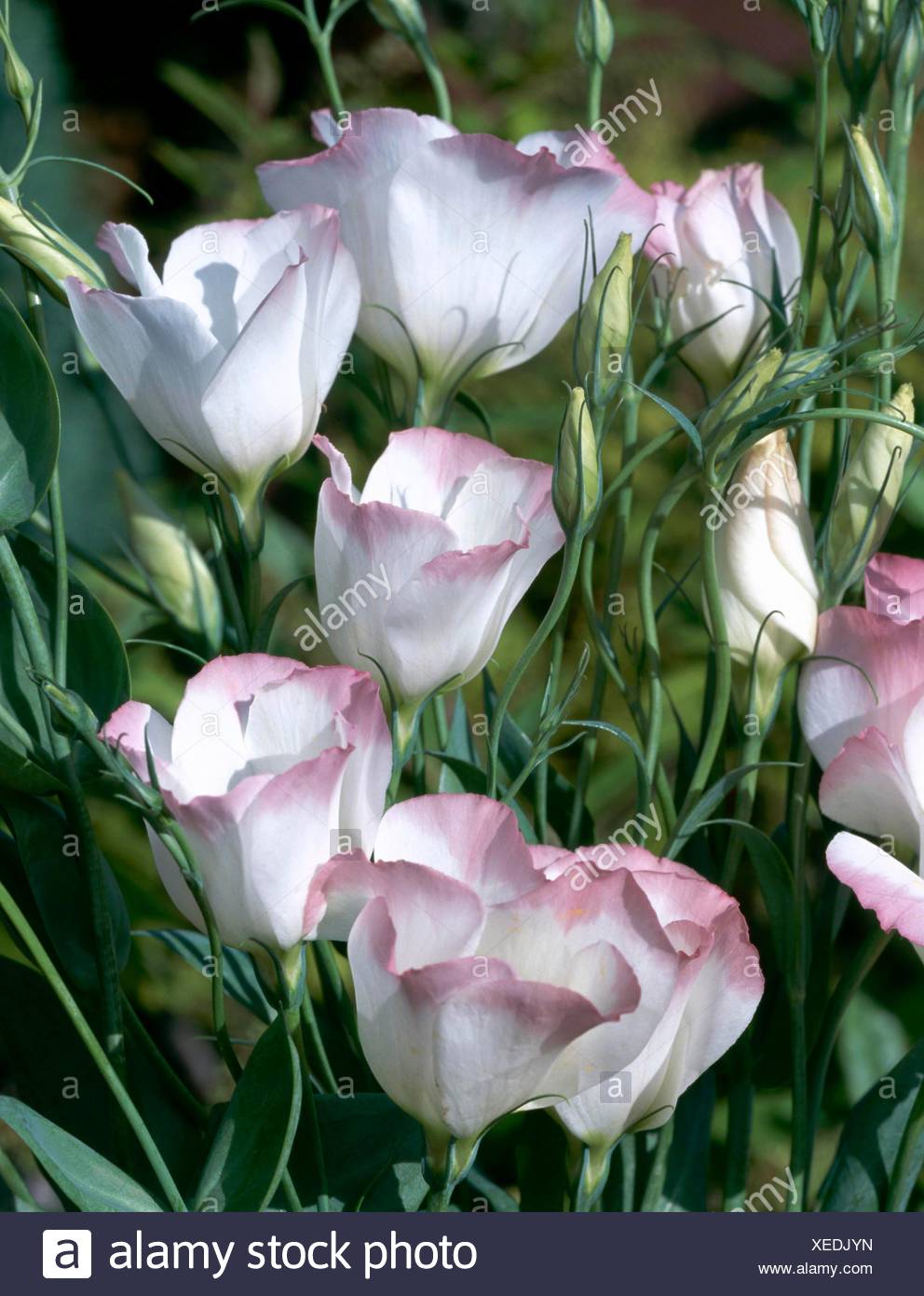Eustoma Grandiflorum High Resolution Stock Photography and Images - Alamy