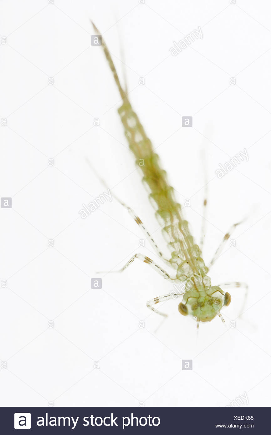 Caddisfly Larvae Stock Photos & Caddisfly Larvae Stock Images - Alamy