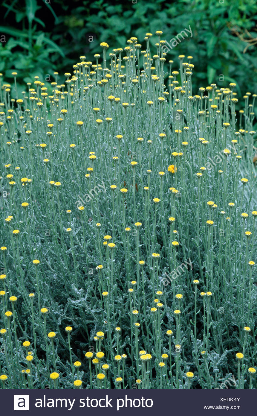 Helichrysum Italicum Stock Photos & Helichrysum Italicum Stock Images ...