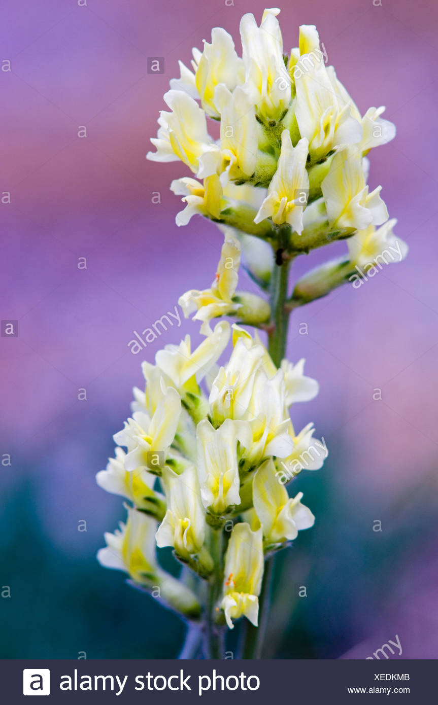 Locoweed Plant Stock Photos & Locoweed Plant Stock Images - Alamy