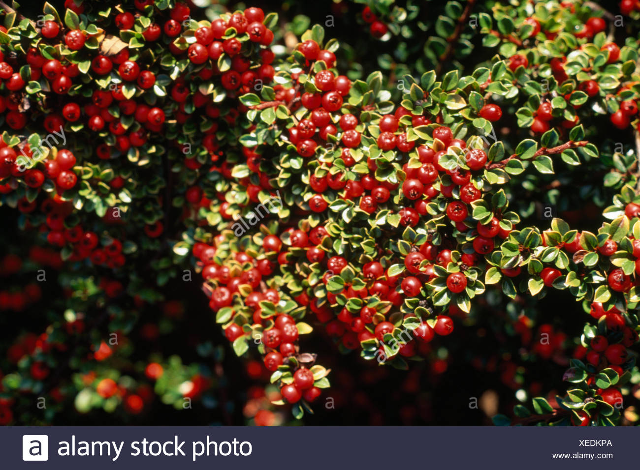 Cotoneaster Horizontalis Berries Stock Photos & Cotoneaster ...
