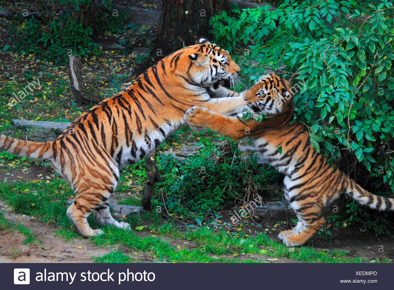 Tiger Legs Stock Photos & Tiger Legs Stock Images - Alamy