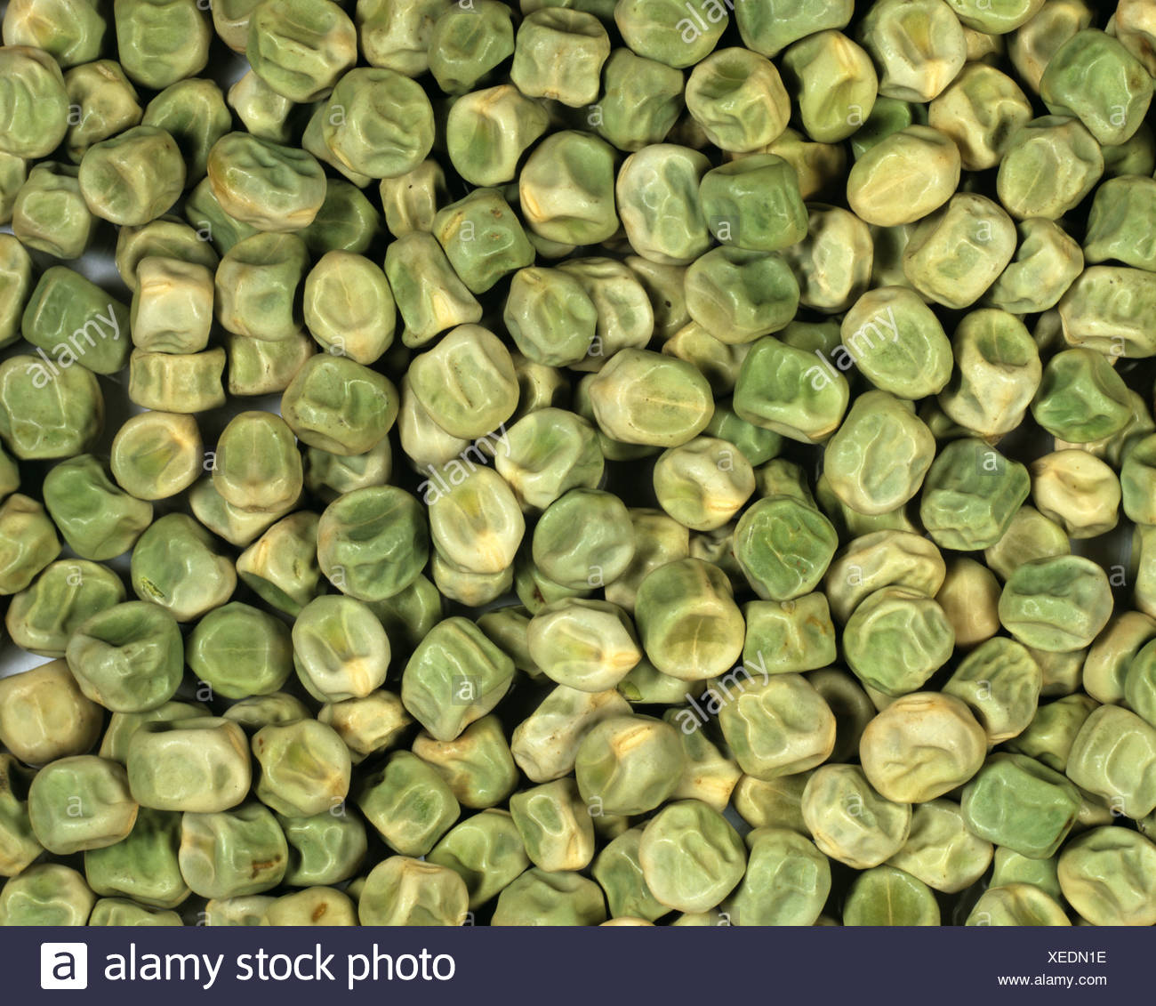 Pea (pisum Sativum) Crop Stock Photos & Pea (pisum Sativum) Crop Stock ...
