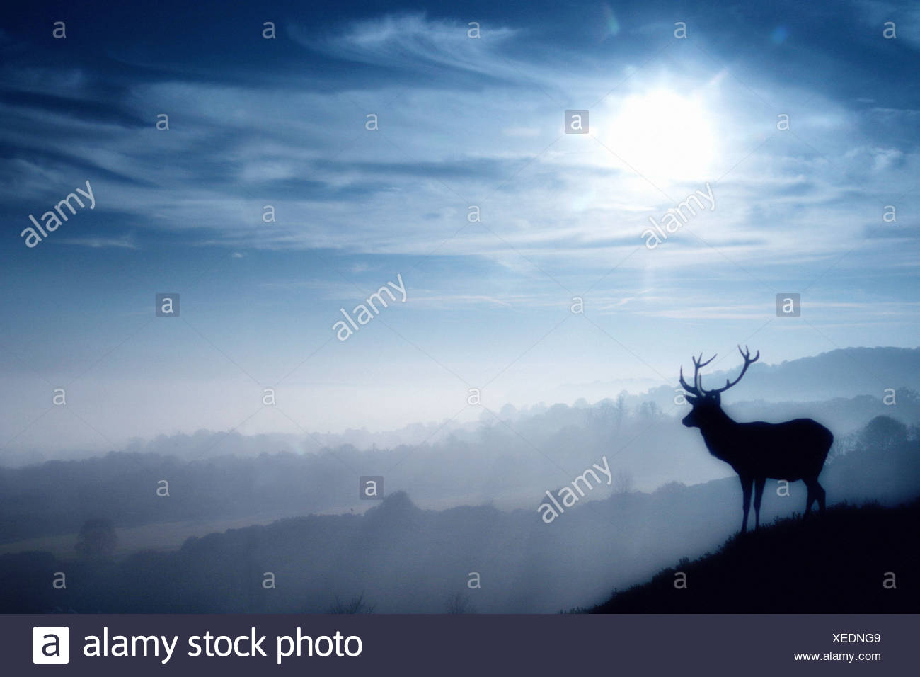 Stag On Hill Stock Photos & Stag On Hill Stock Images - Alamy