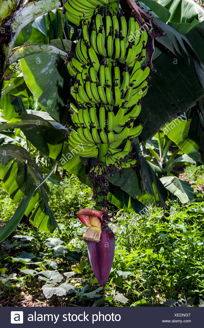 Banana Flower Spike High Resolution Stock Photography and Images - Alamy