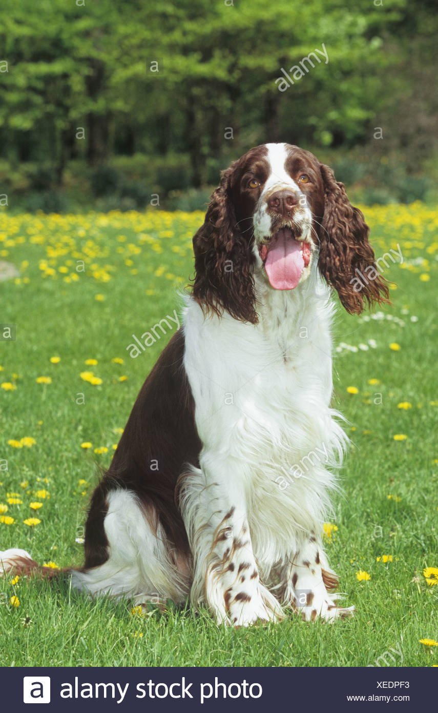 Springer Spaniel Sitting High Resolution Stock Photography and Images ...
