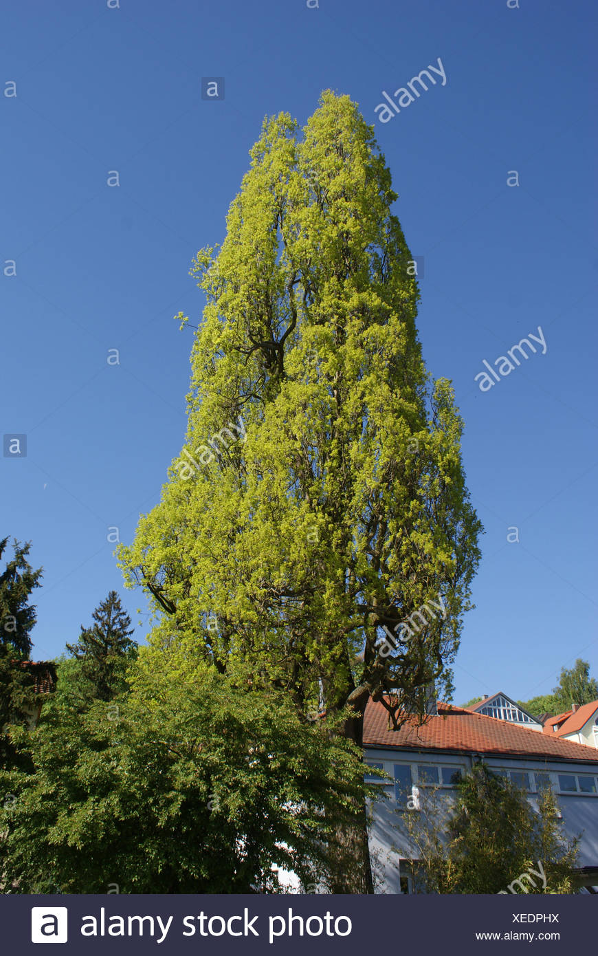 Quercus Robur Fastigiata High Resolution Stock Photography and Images ...