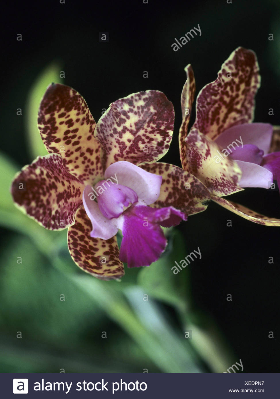Leopard Plant Stock Photos & Leopard Plant Stock Images - Alamy