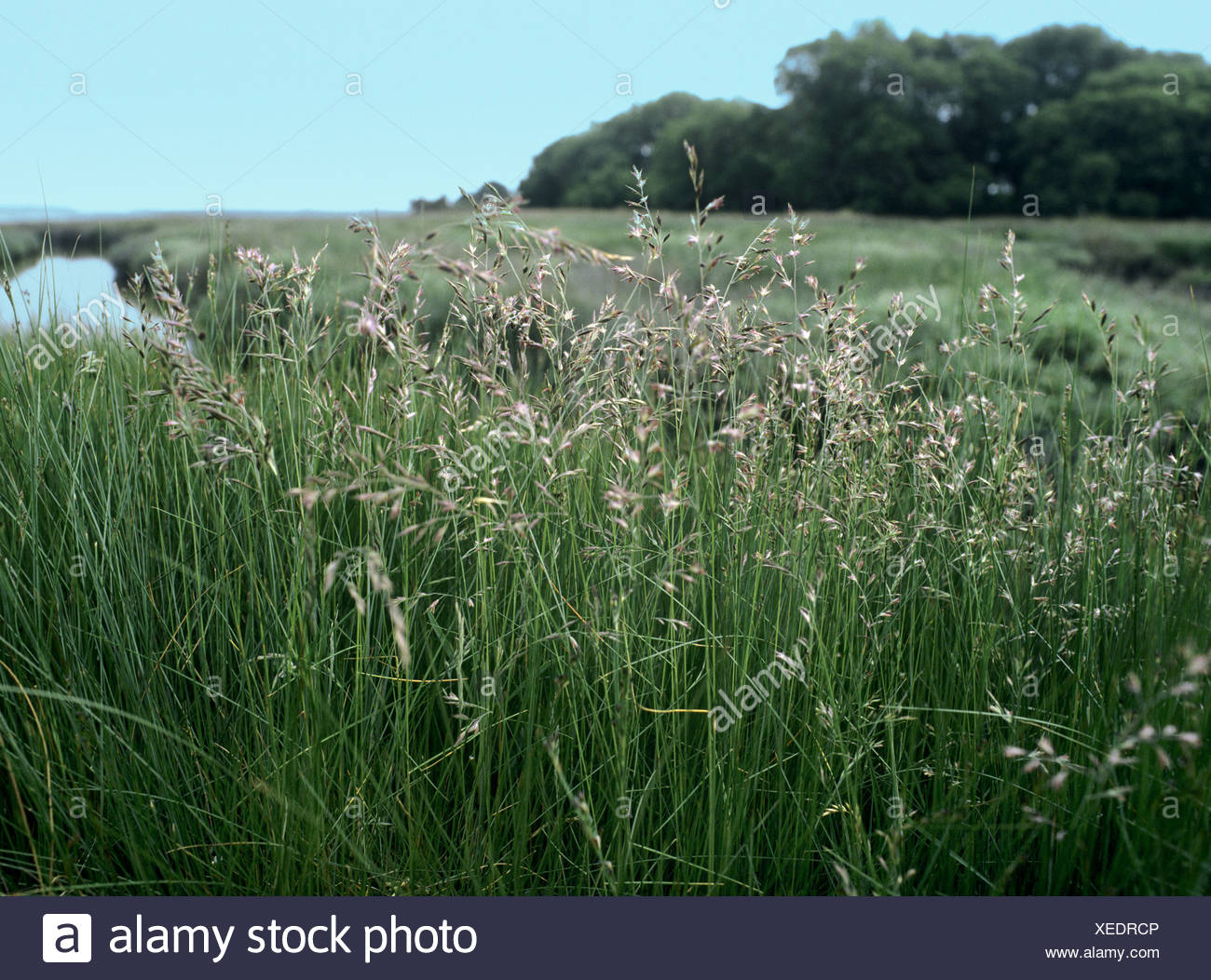 Red Fescue Grass High Resolution Stock Photography and Images - Alamy