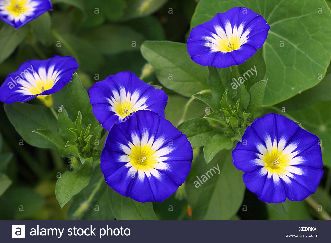 Convolvulus Blue Flowers Convolvulus High Resolution Stock Photography ...