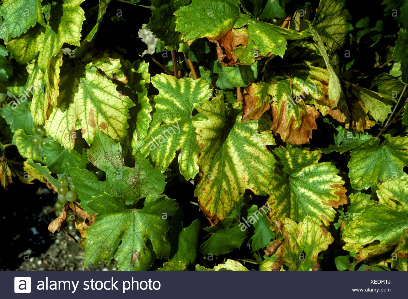 Vine Grape High Resolution Stock Photography and Images - Alamy