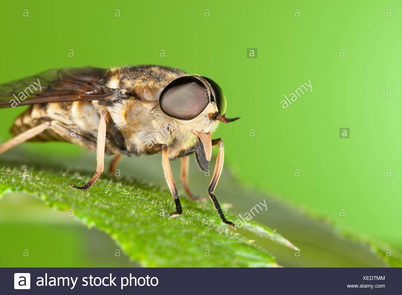 Compound Eyes Horsefly High Resolution Stock Photography and Images - Alamy