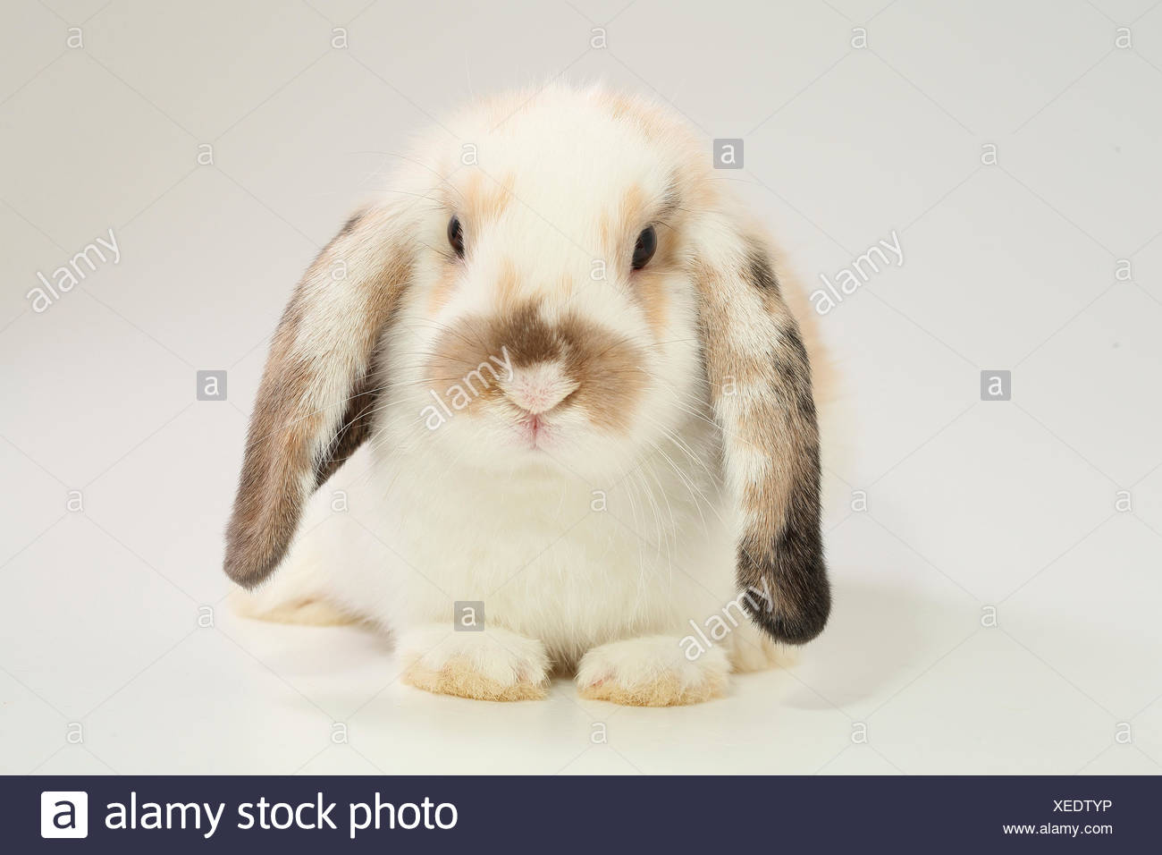 Front Facing Rabbit Stock Photos & Front Facing Rabbit Stock Images - Alamy