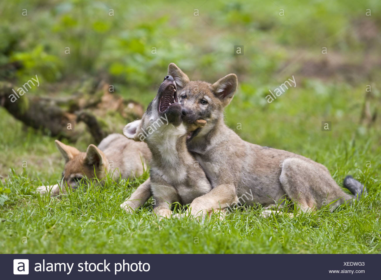 Wolf Pups Playing High Resolution Stock Photography and Images - Alamy
