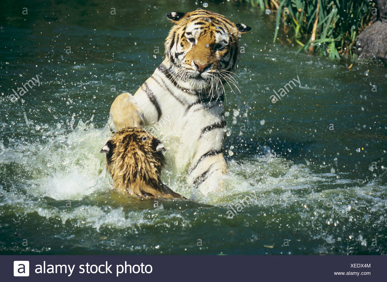 Siberian Tiger In Water High Resolution Stock Photography and Images ...