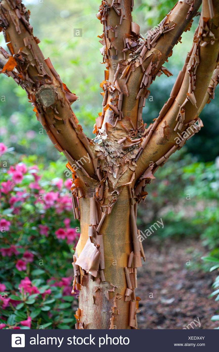 Acer Griseum Stock Photos & Acer Griseum Stock Images - Alamy