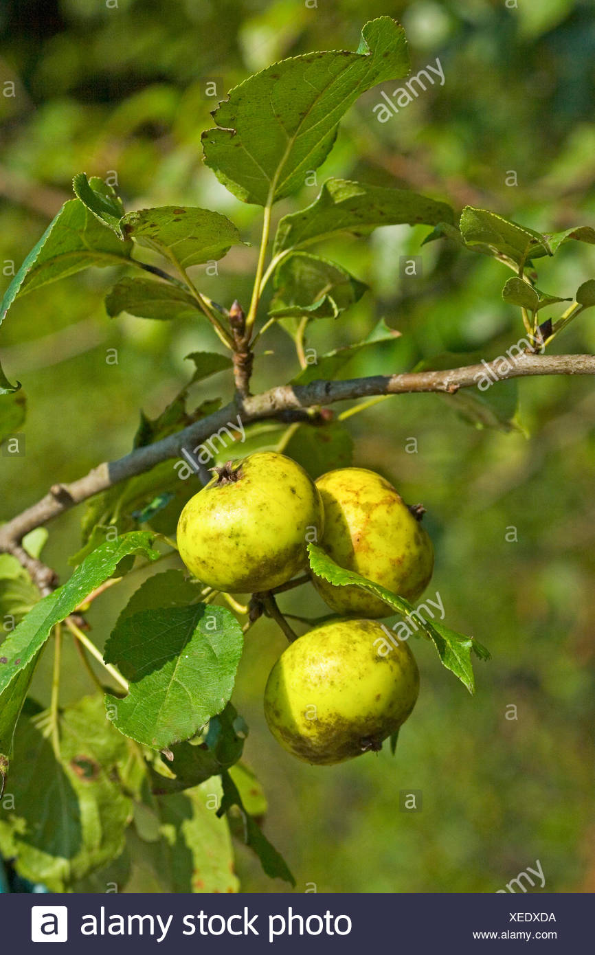 Holzapfel Stock Photos & Holzapfel Stock Images - Alamy