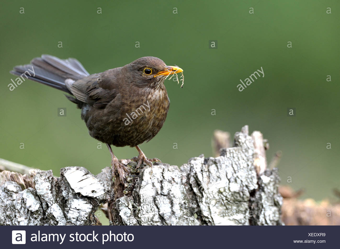 Blackbird Bird High Resolution Stock Photography and Images - Alamy