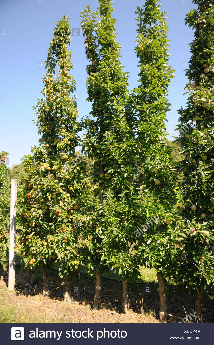 Columnar Apple Tree High Resolution Stock Photography and Images - Alamy