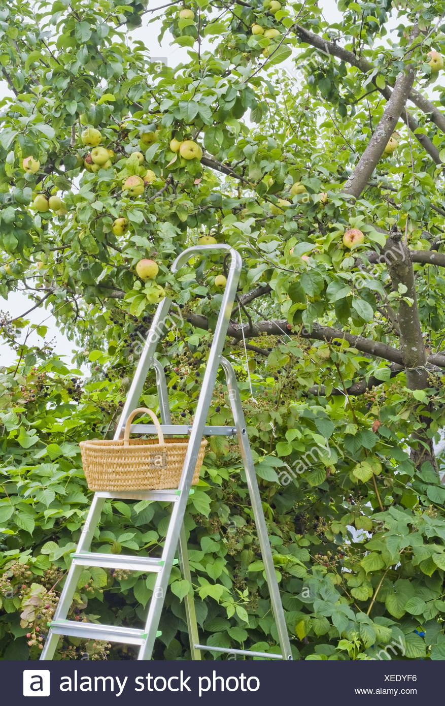 Step Ladder Picking Fruit High Resolution Stock Photography and Images ...