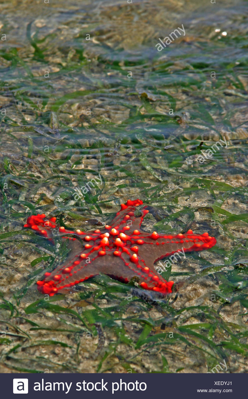 Protoreaster High Resolution Stock Photography and Images - Alamy