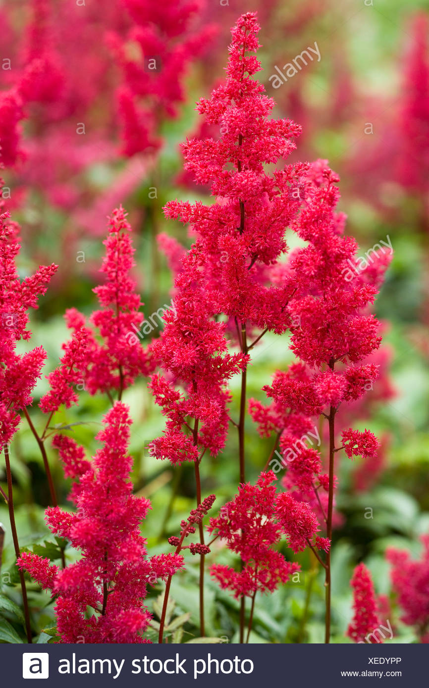 Astilbe Arendsii High Resolution Stock Photography and Images - Alamy