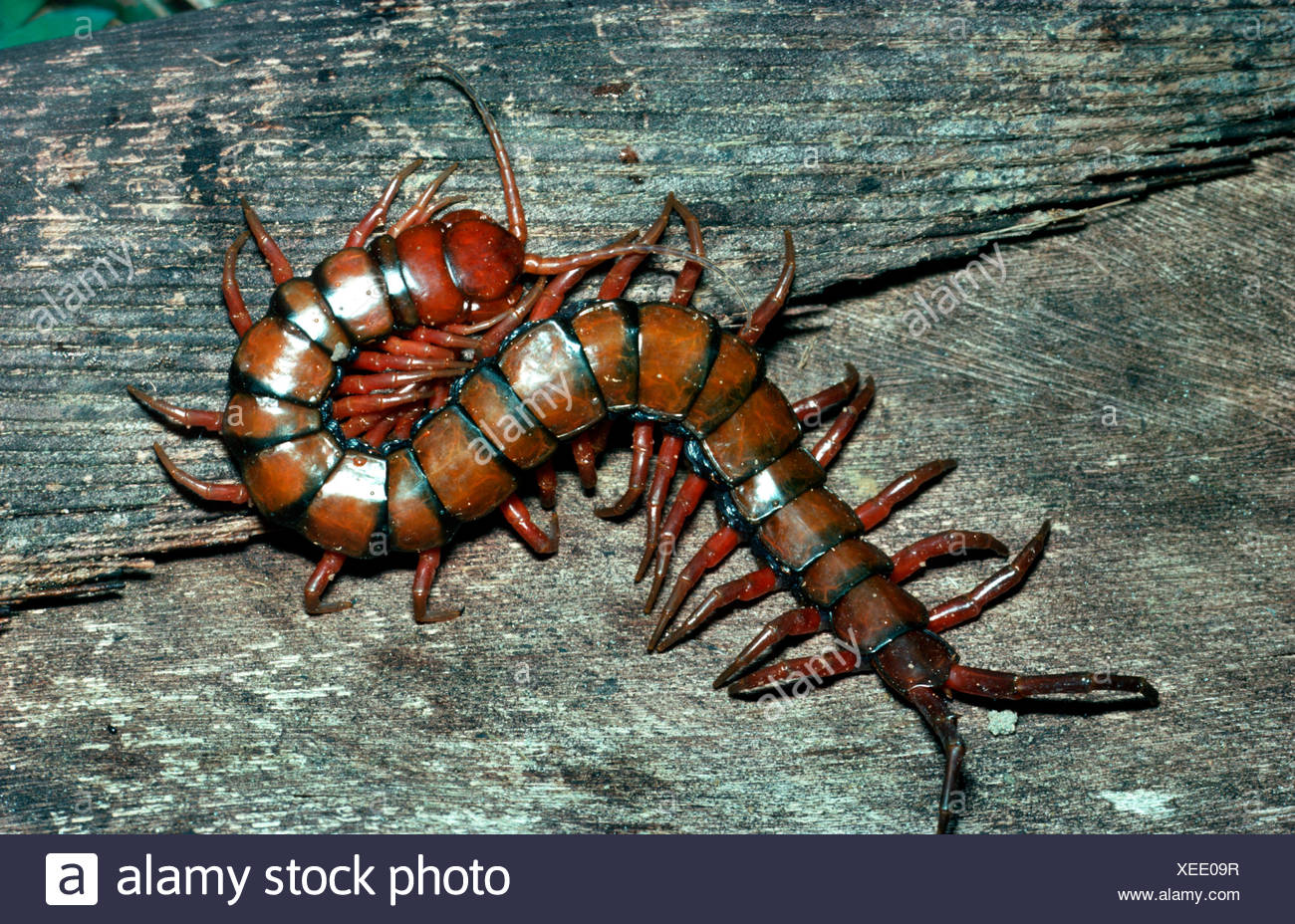 Giant Centipede Stock Photos & Giant Centipede Stock Images - Alamy