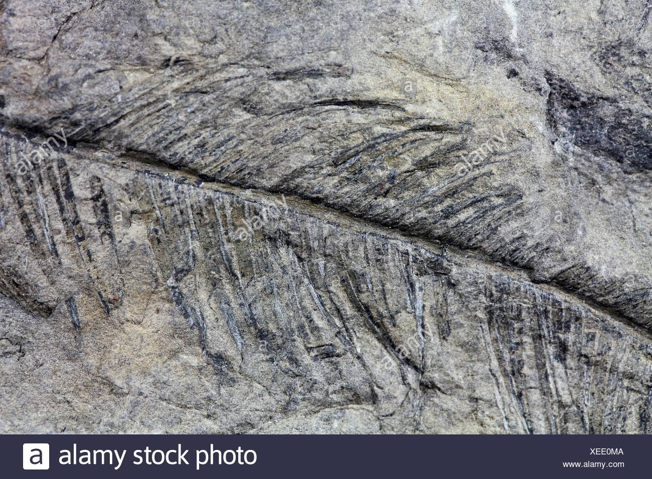 Fossilized Plant Stock Photos & Fossilized Plant Stock Images - Alamy